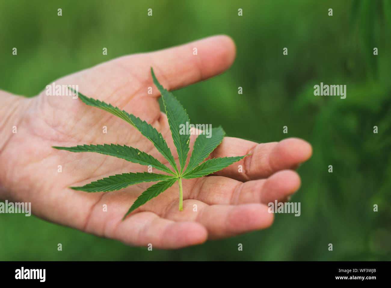 Marijuana leaf hand hi-res stock photography and images - Alamy