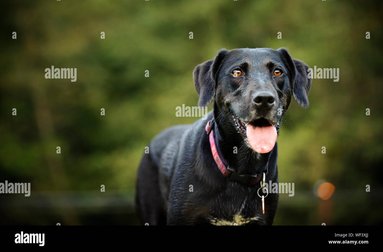Black_dog hi-res stock photography and images - Alamy