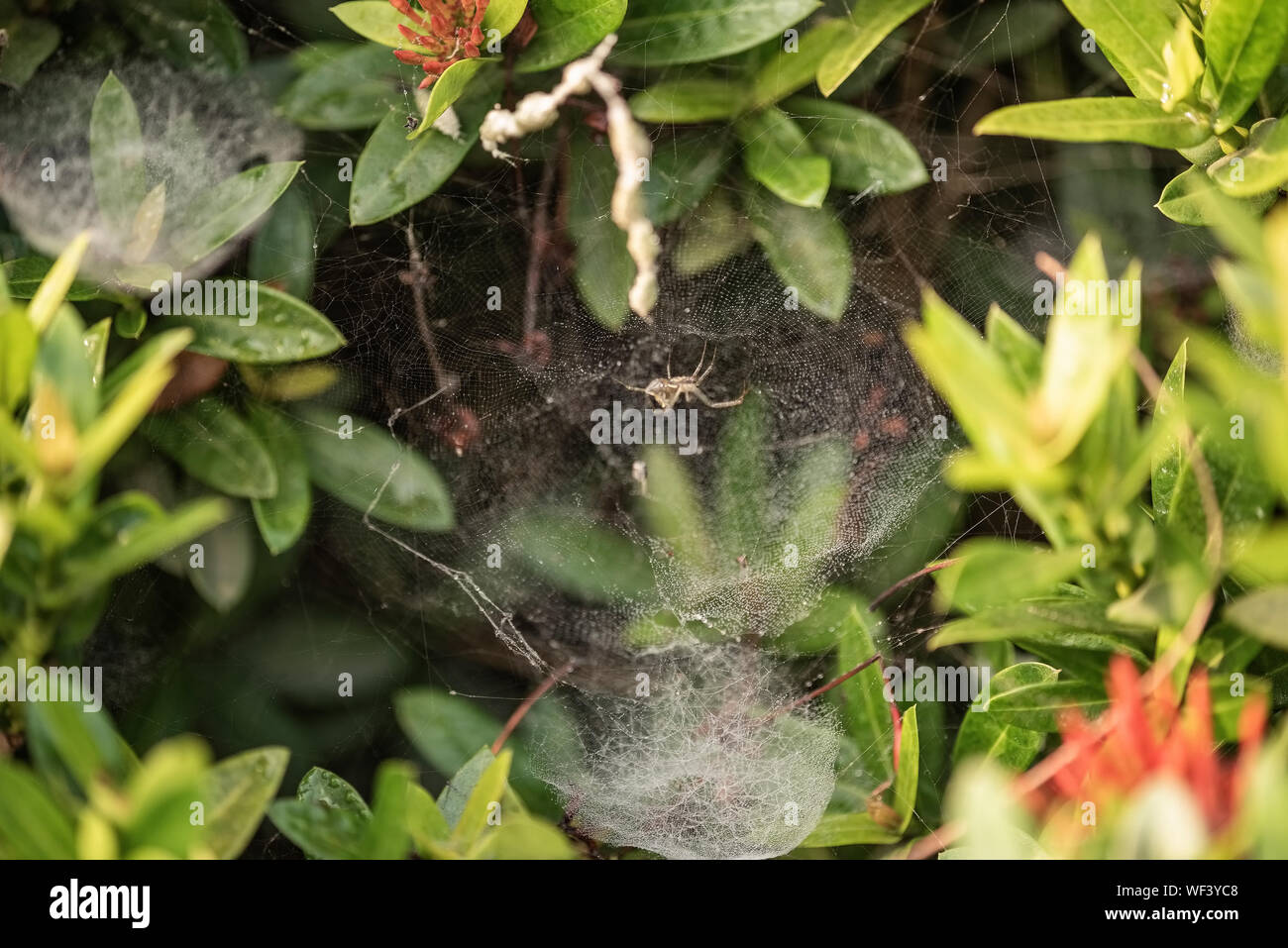 Natural world,Spider in web,garden blooming plants,for s catch,small ...