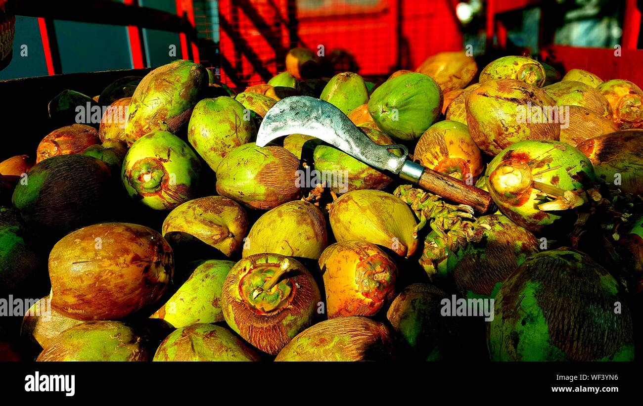 Pick Coconuts High Resolution Stock Photography and Images - Alamy