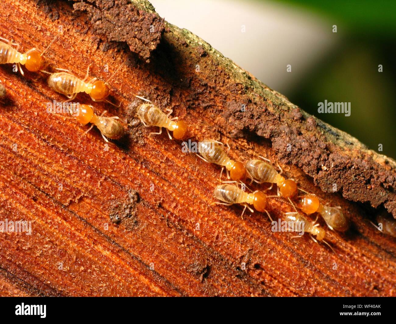 Termites tree hi-res stock photography and images - Alamy