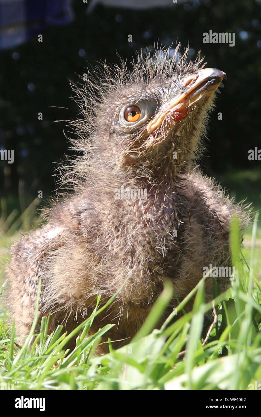 Terror birds hi-res stock photography and images - Alamy