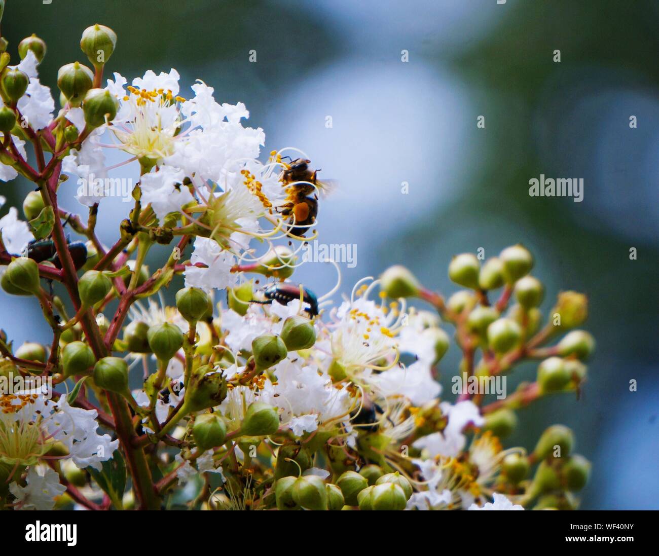 Insects on flowers hi-res stock photography and images - Alamy