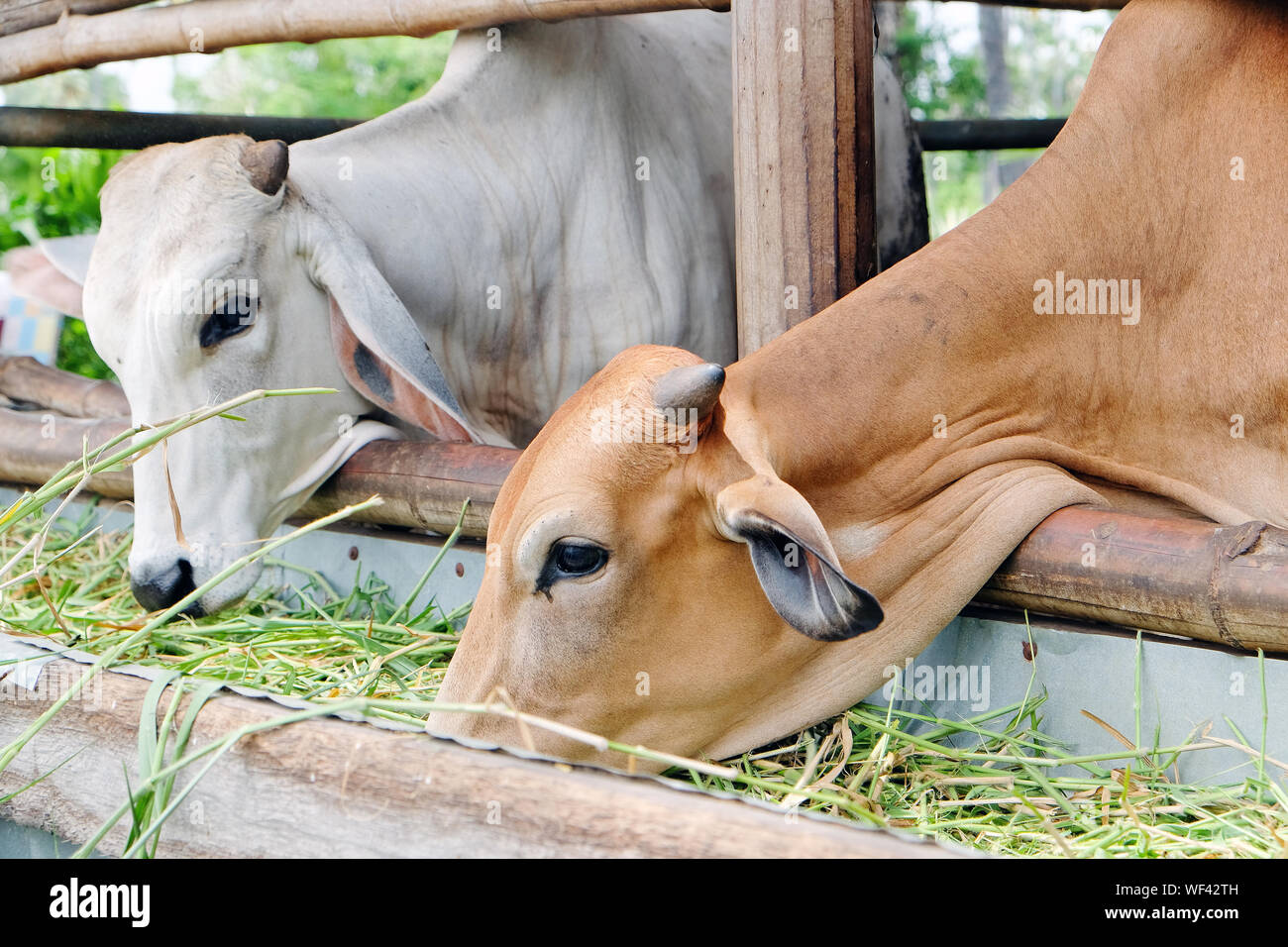Two Cows Eating Grass High Resolution Stock Photography and Images - Alamy