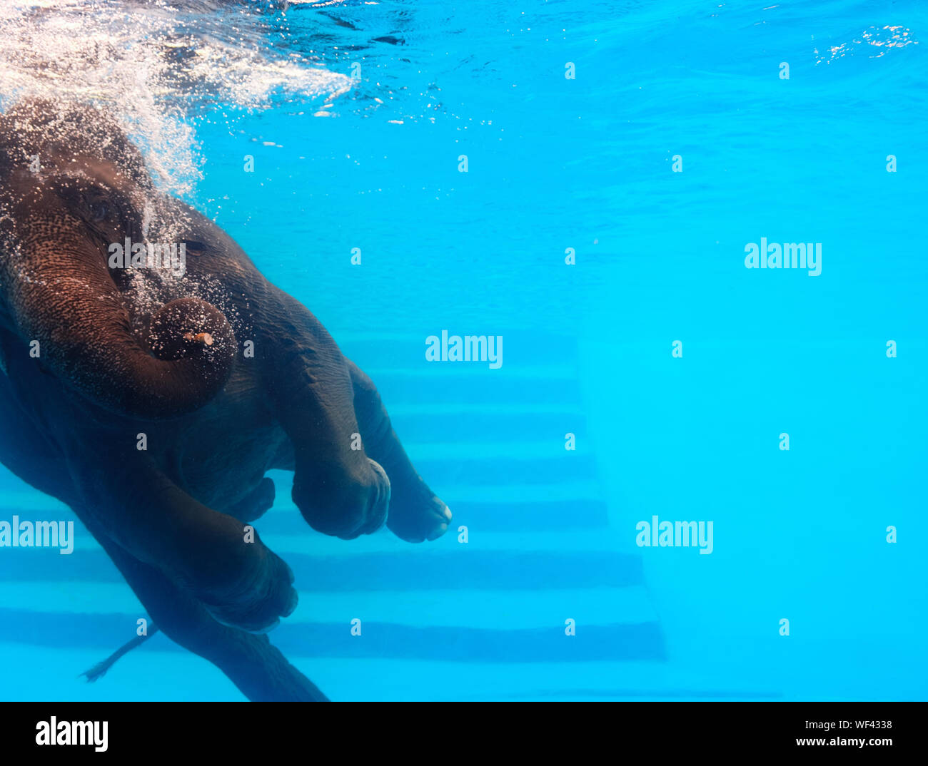 Elephant swimming pool hi-res stock photography and images - Alamy