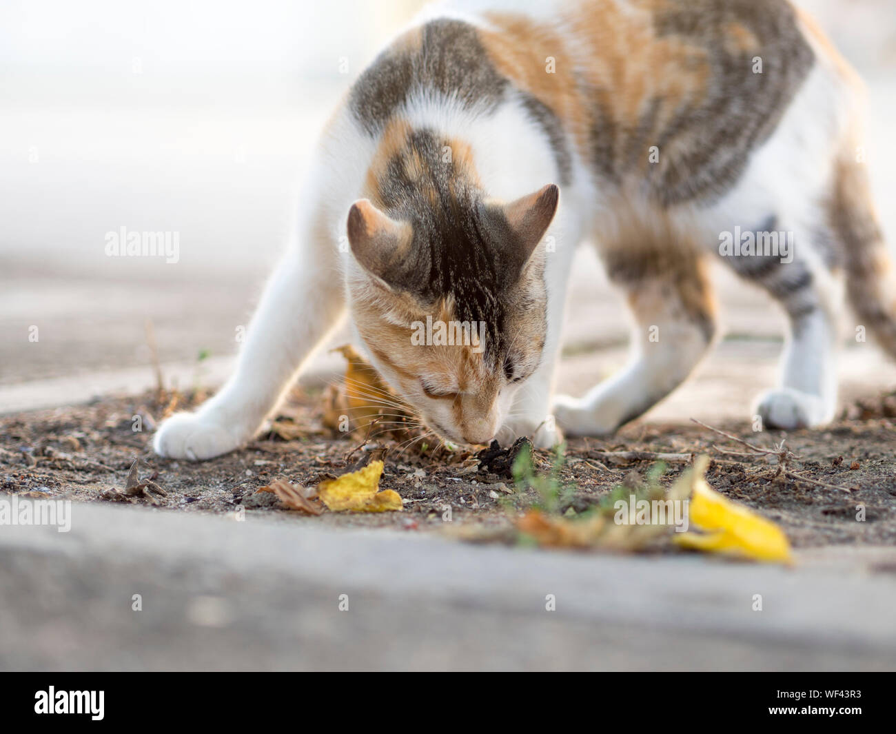 Smelling cat hi-res stock photography and images - Alamy