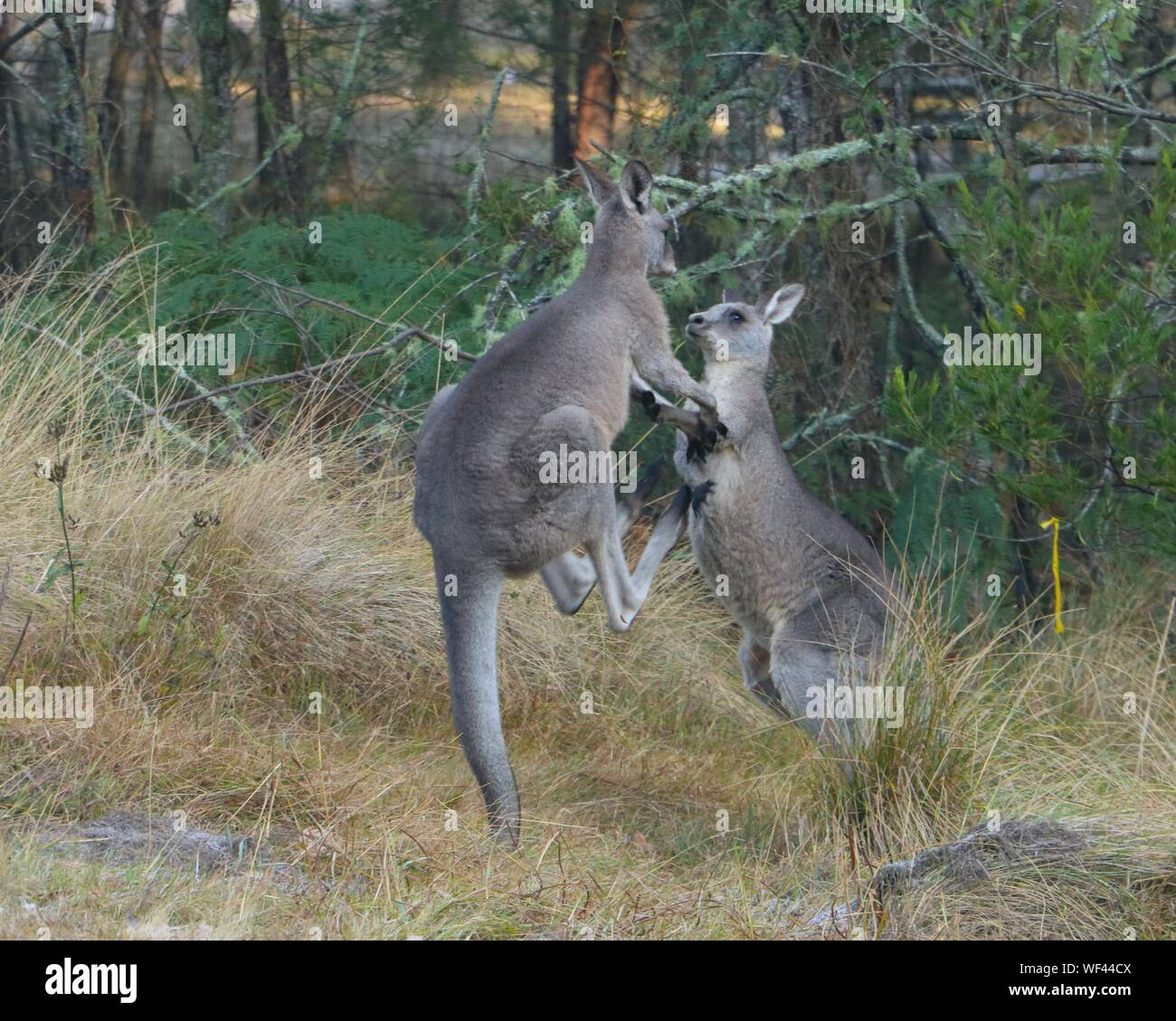 Animals in conflict hi-res stock photography and images - Alamy