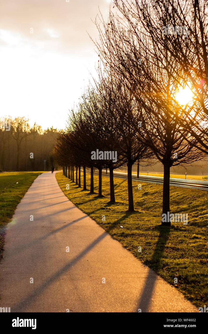 Sun passing through trees hi-res stock photography and images - Alamy