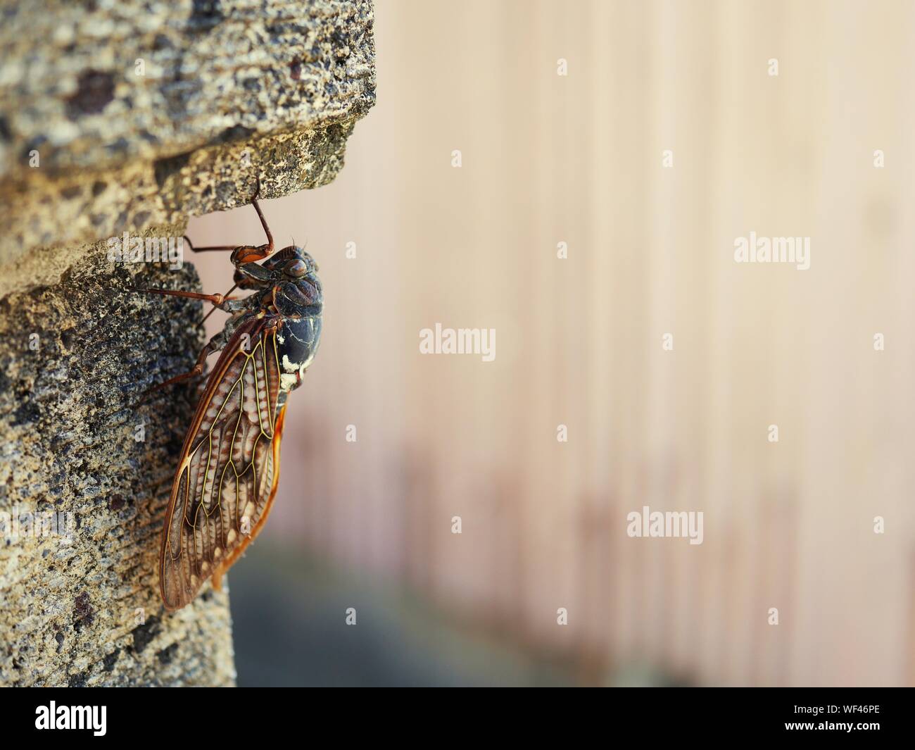 Bug on rock hi-res stock photography and images - Alamy