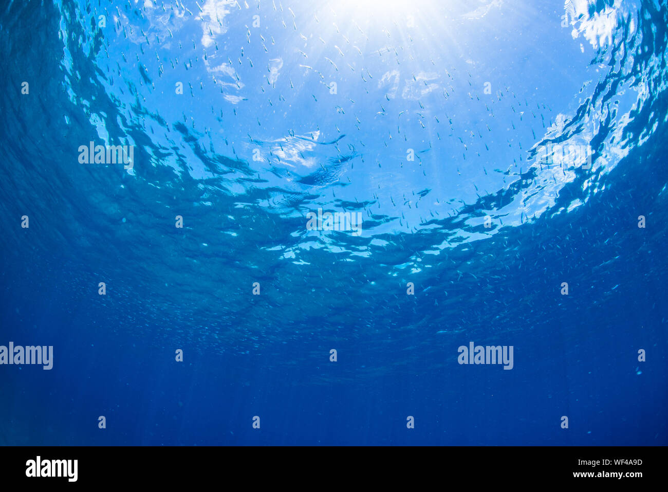 Sun rays shining ocean underwater hi-res stock photography and images ...