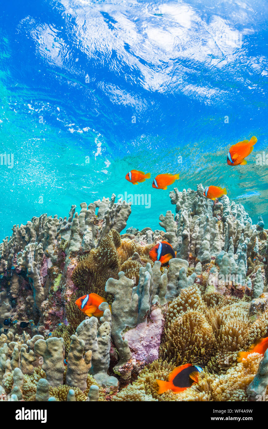 Black reef colony hi-res stock photography and images - Alamy