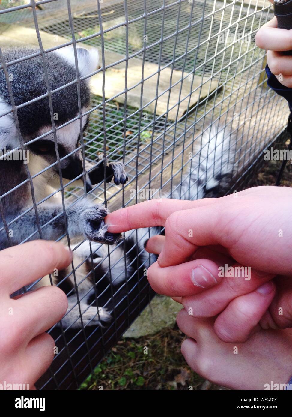 Lemur hand hi-res stock photography and images - Alamy