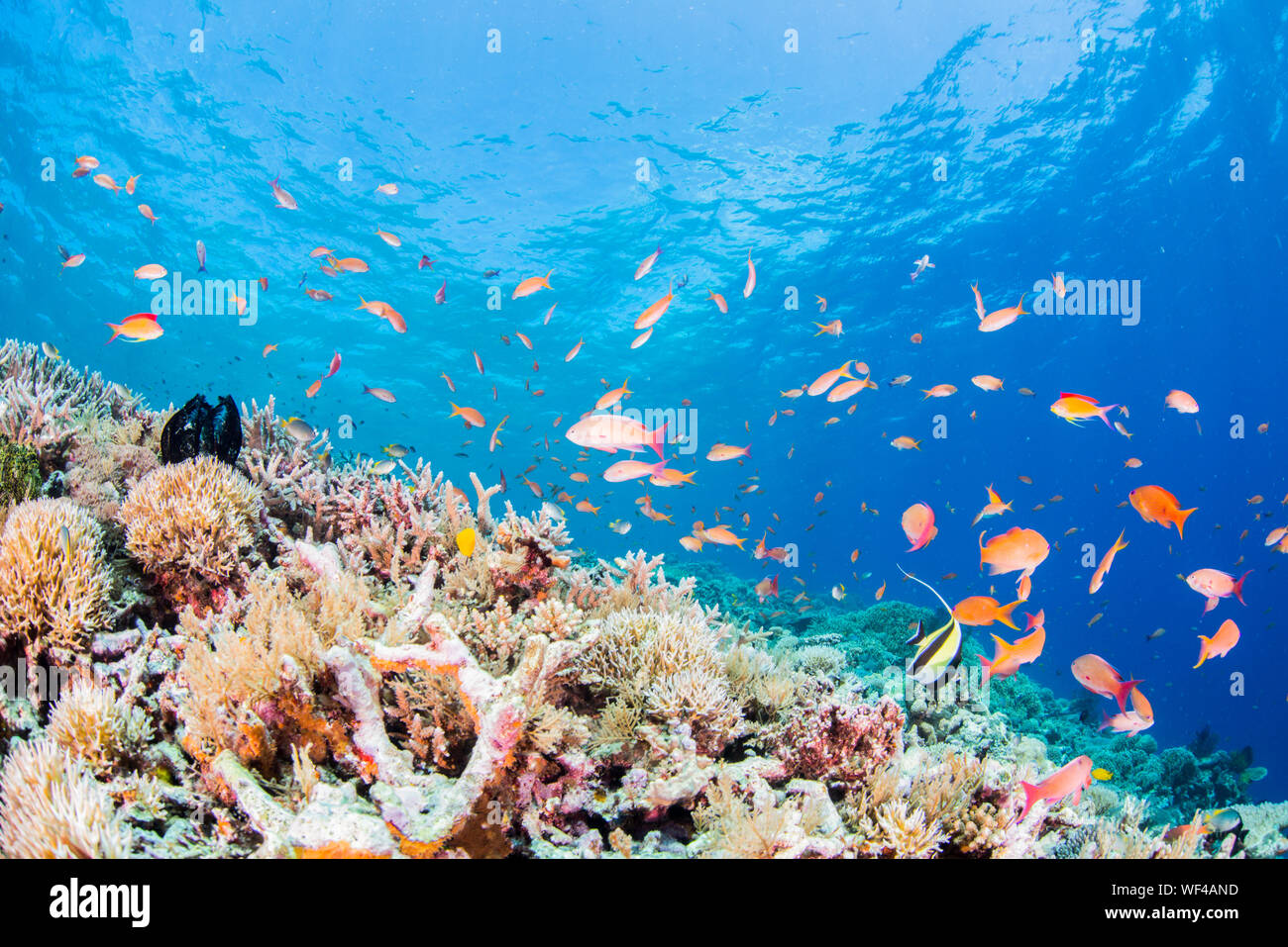 Okinawa japan tropical fish okinawa hi-res stock photography and images ...
