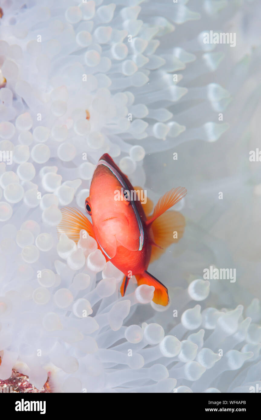 Red sea bleached coral hi-res stock photography and images - Alamy