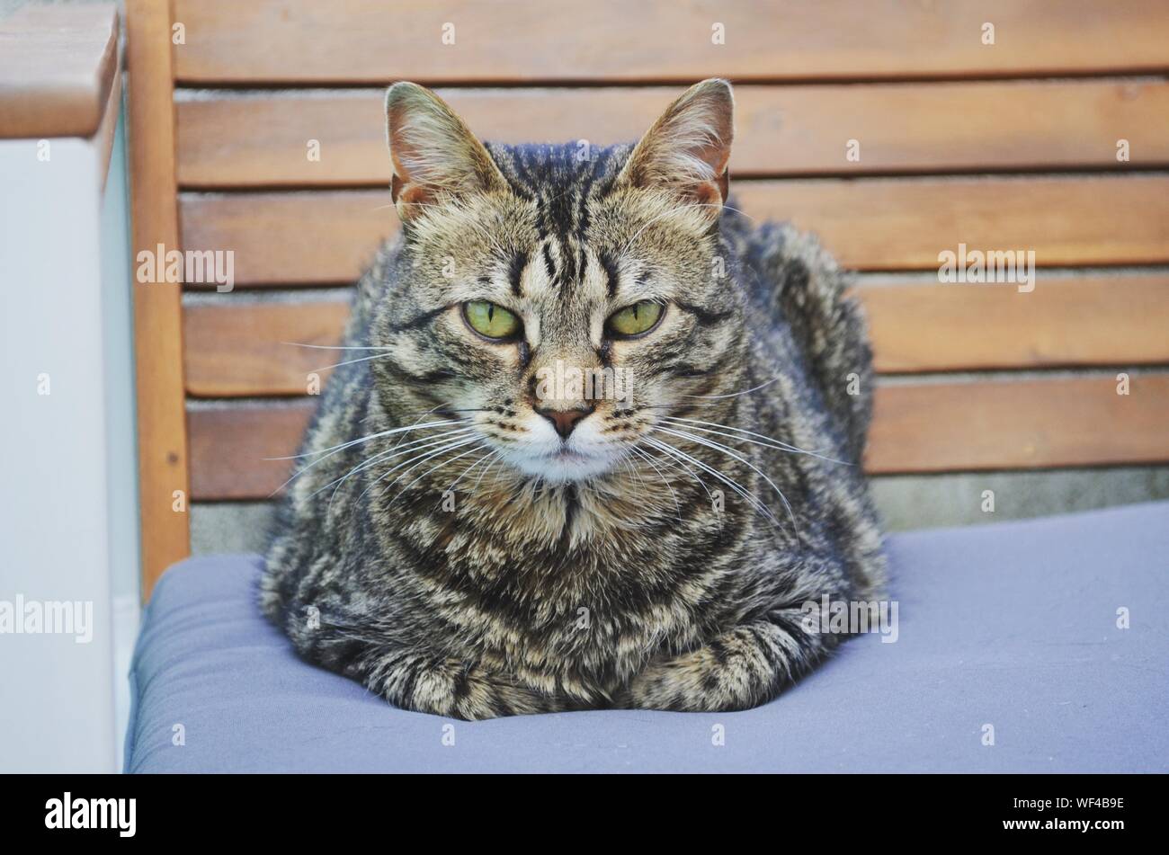 Front view cat hi-res stock photography and images - Alamy