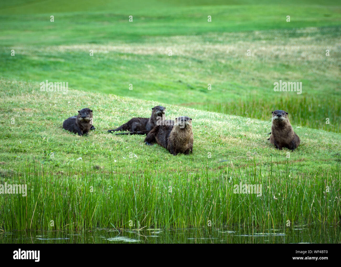 Otters and grass hi-res stock photography and images - Alamy