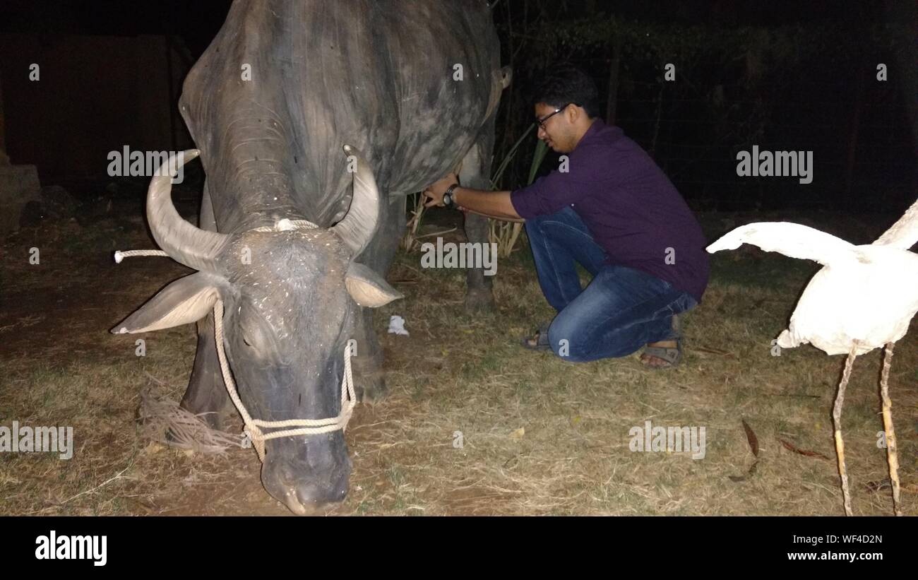 Man cow farm hi-res stock photography and images - Alamy