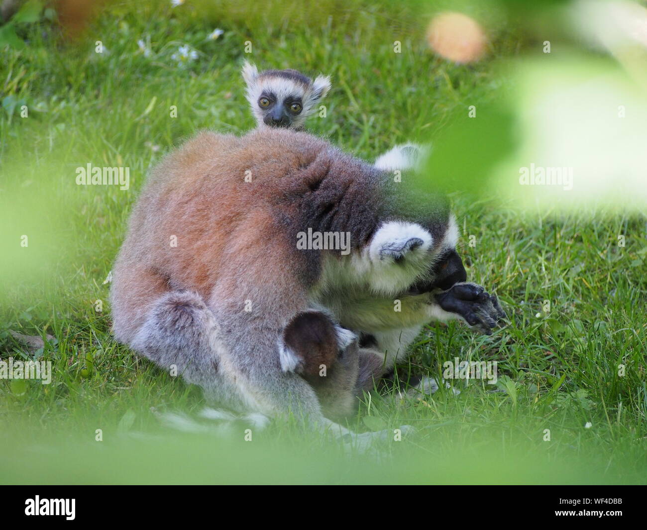 Green apes hi-res stock photography and images - Alamy