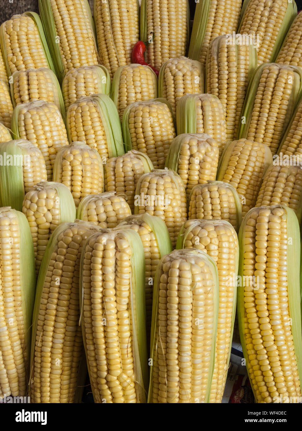 Corn cob in abundance hi-res stock photography and images - Alamy