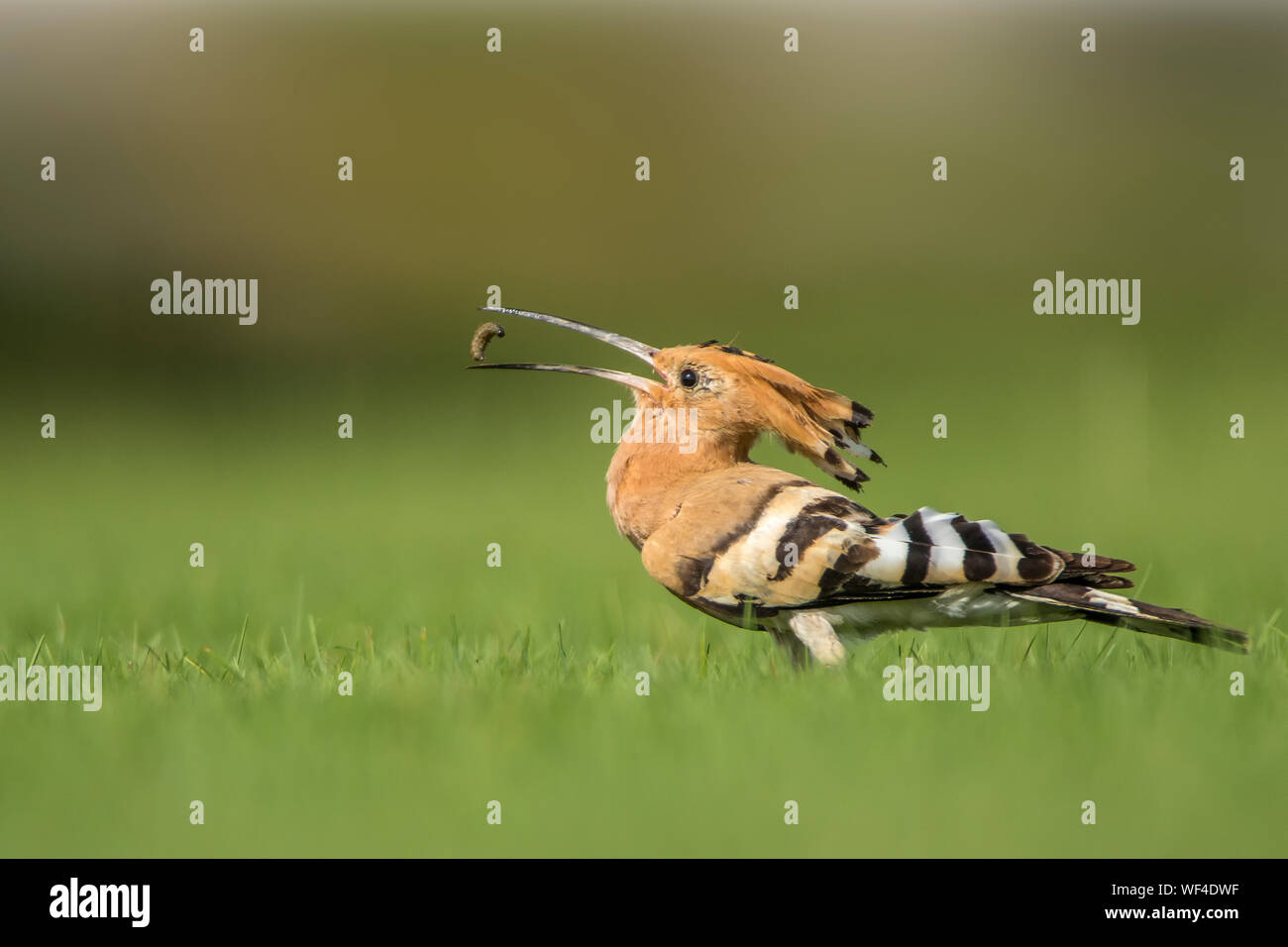 Bird Eating Worm High Resolution Stock Photography and Images - Alamy