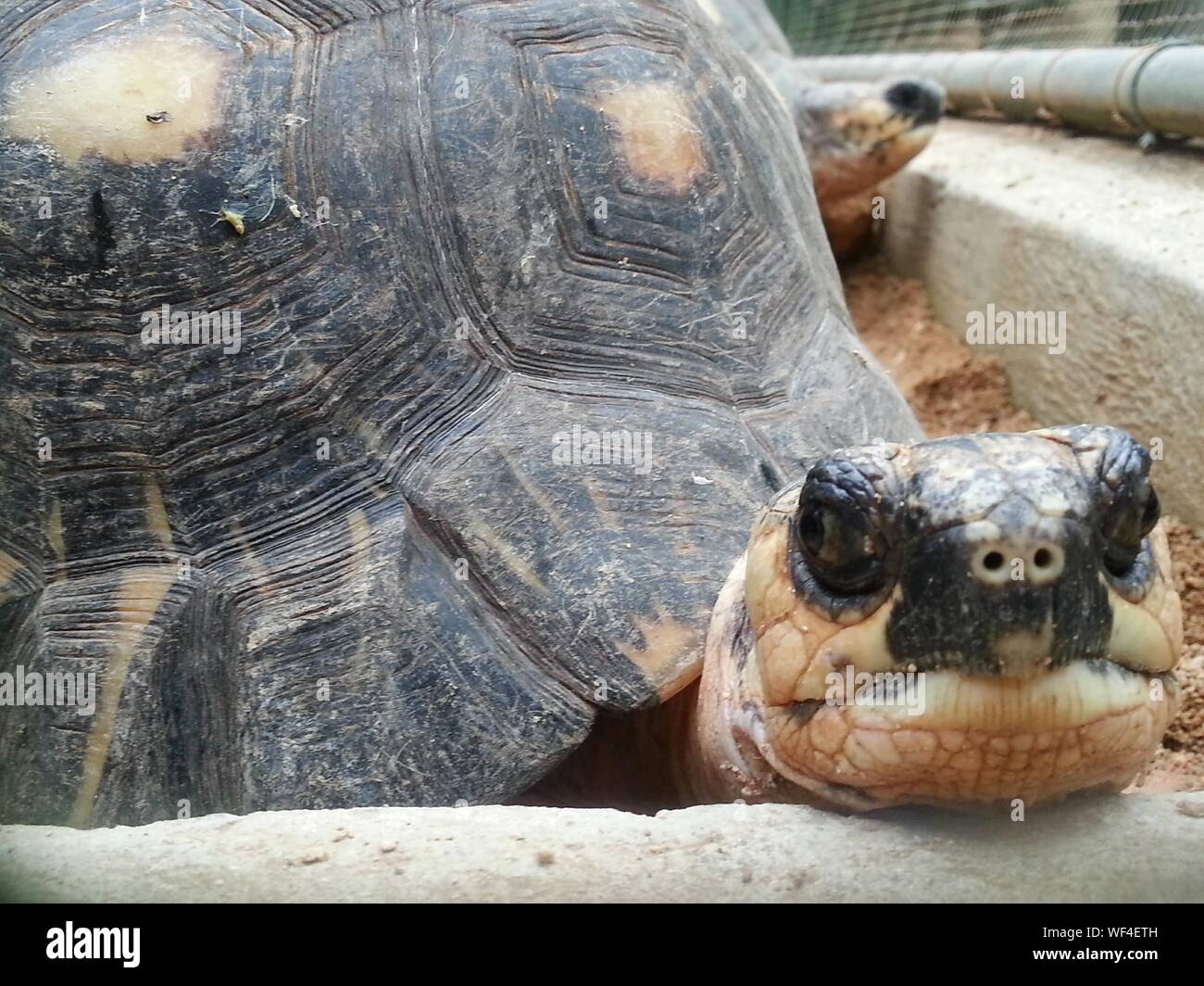 Tortoise zoo hi-res stock photography and images - Alamy