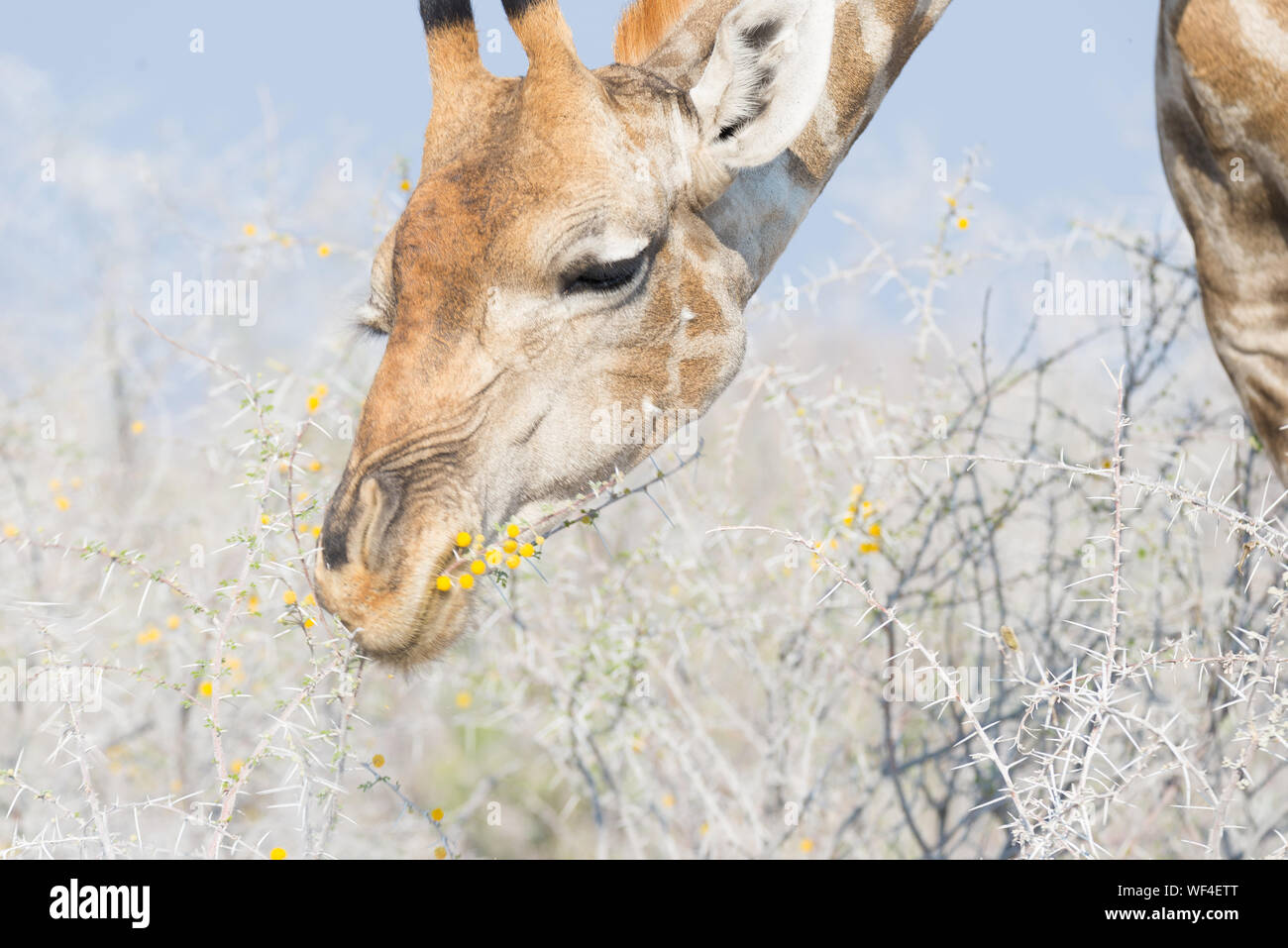 Giraffe Eating Plant High Resolution Stock Photography and Images - Alamy
