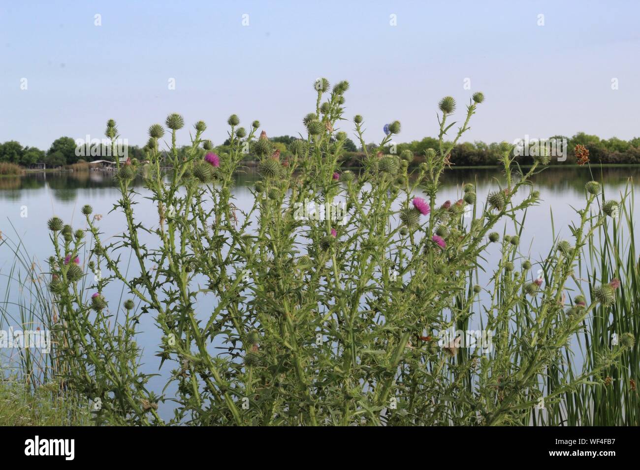 A cluster of thistle along the banks of Lake Nasworthy in San Angelo ...