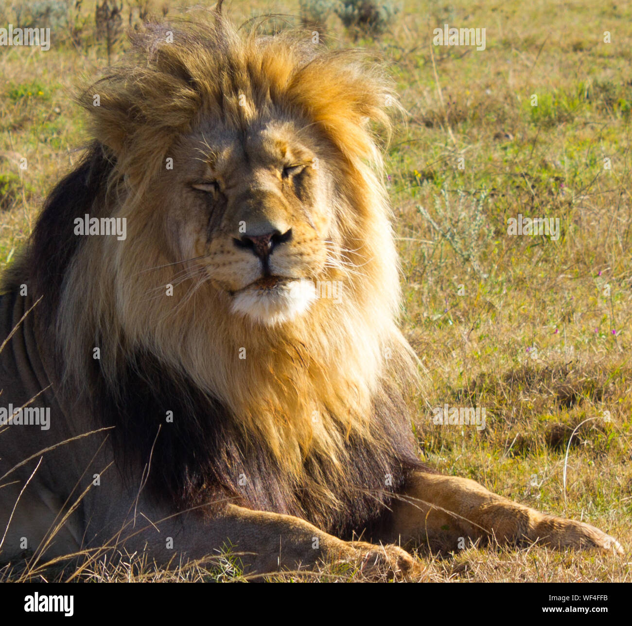 Male lion sitting hi-res stock photography and images - Alamy