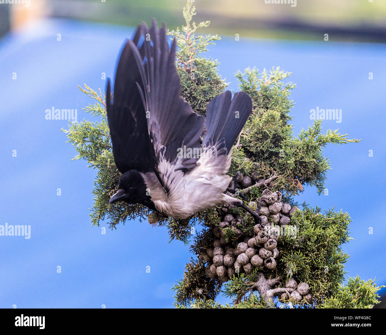 The Fly Of The Crow High Resolution Stock Photography and Images - Alamy
