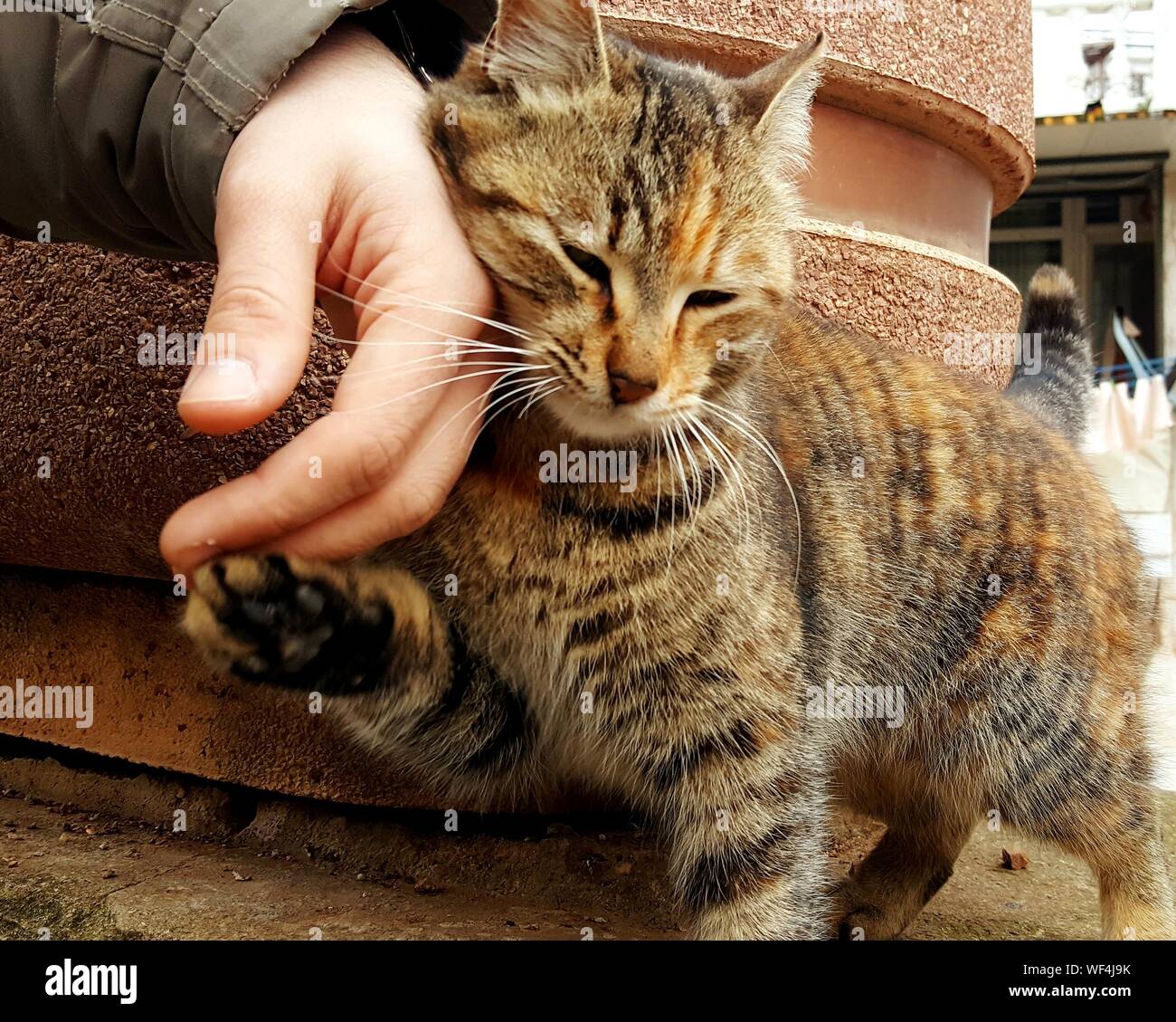 Petting cat hi-res stock photography and images - Alamy