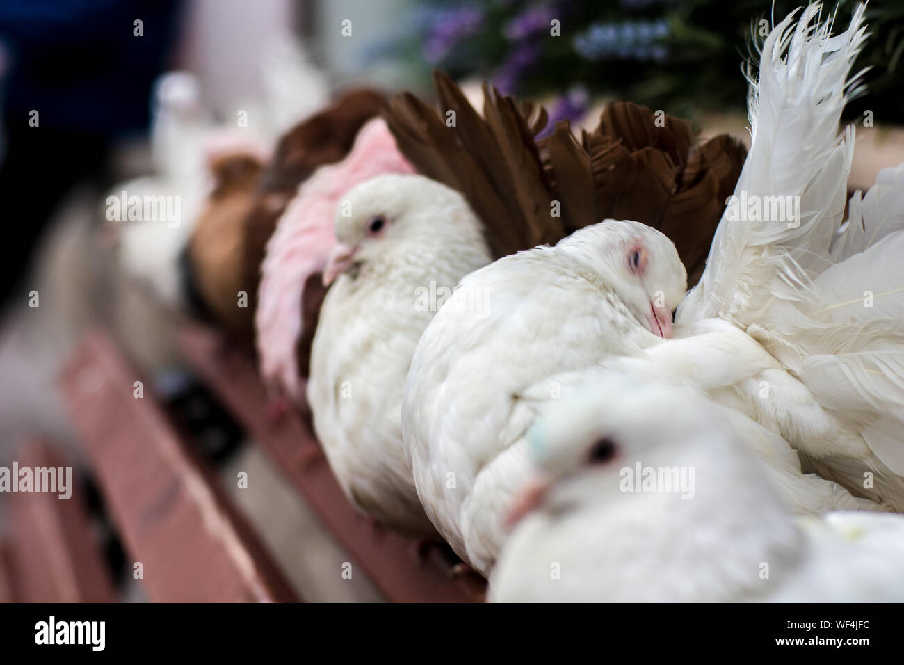 Cute Doves High Resolution Stock Photography and Images - Alamy