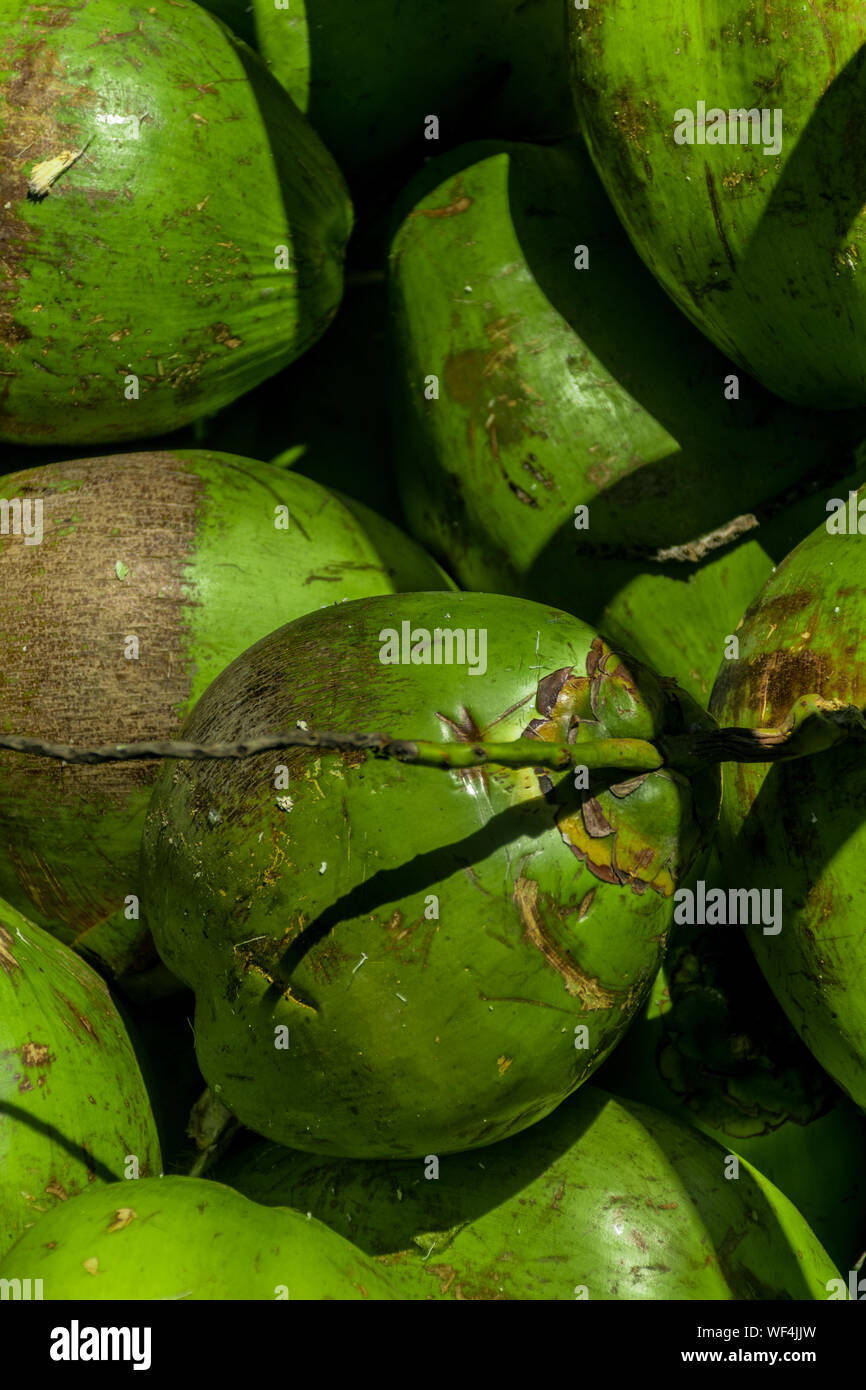 Close up and detailed view of a bunch of tropical bright green coconuts ...
