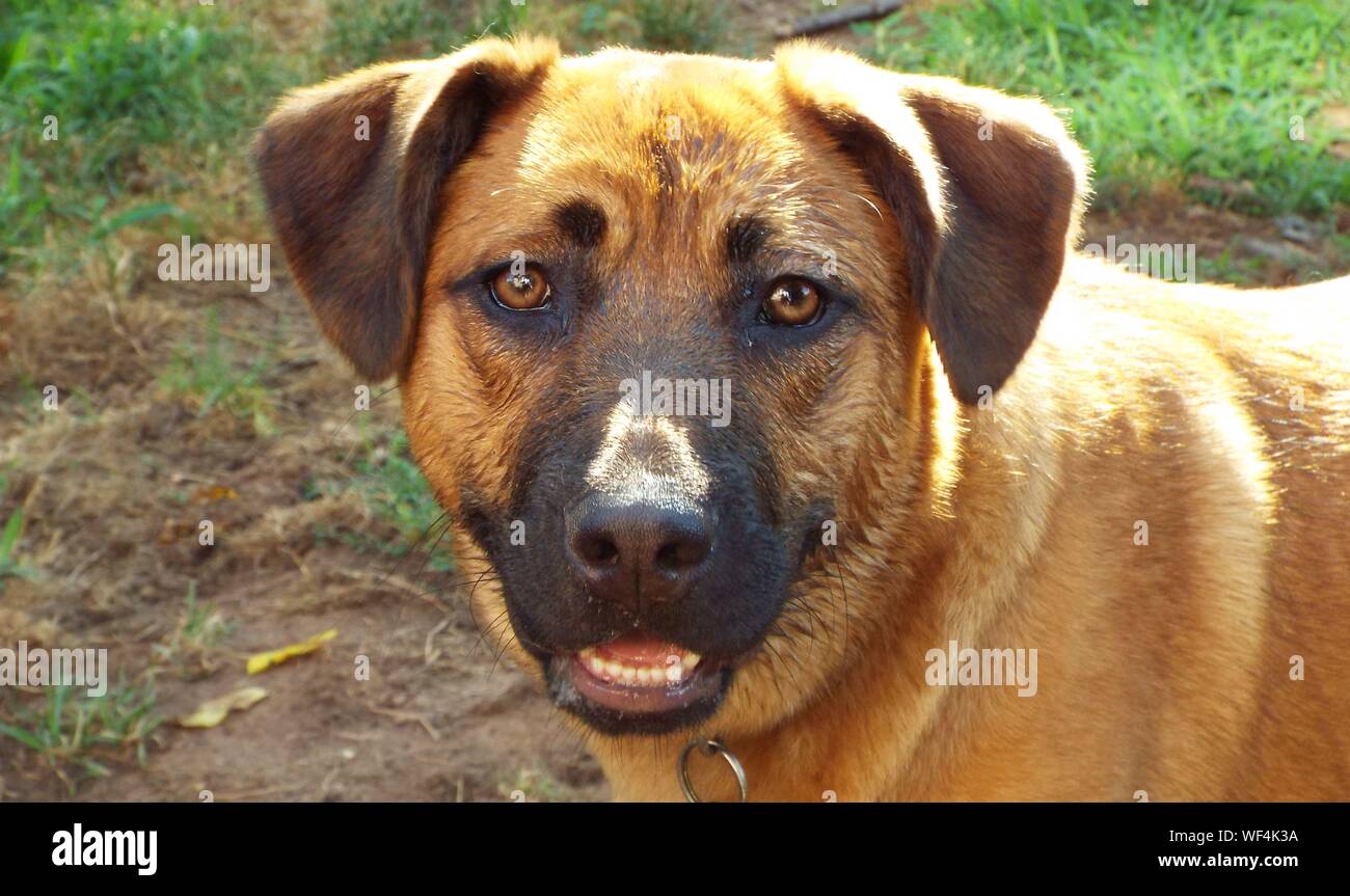 Black Cur High Resolution Stock Photography and Images - Alamy