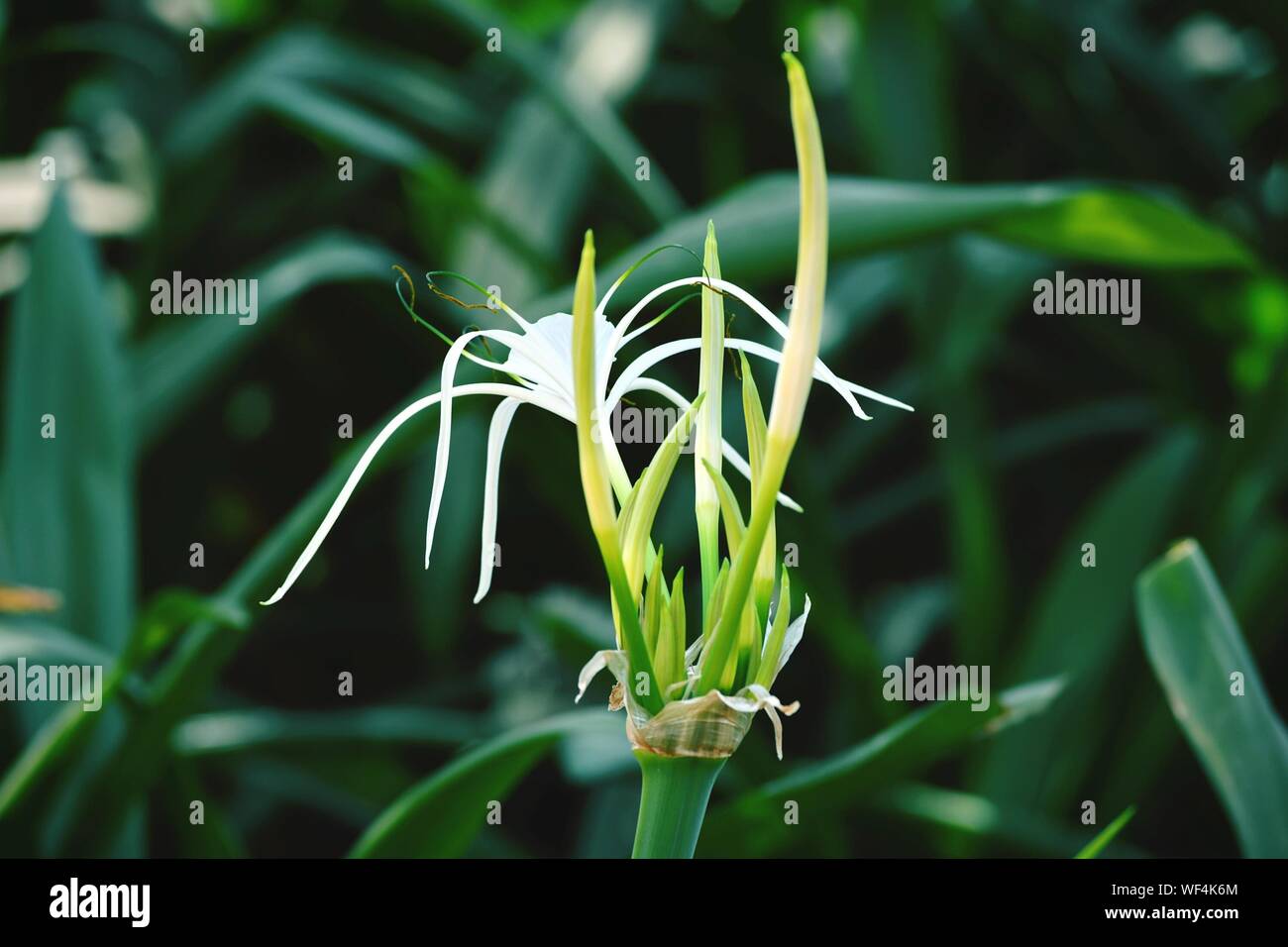 Spider lily hi-res stock photography and images - Alamy