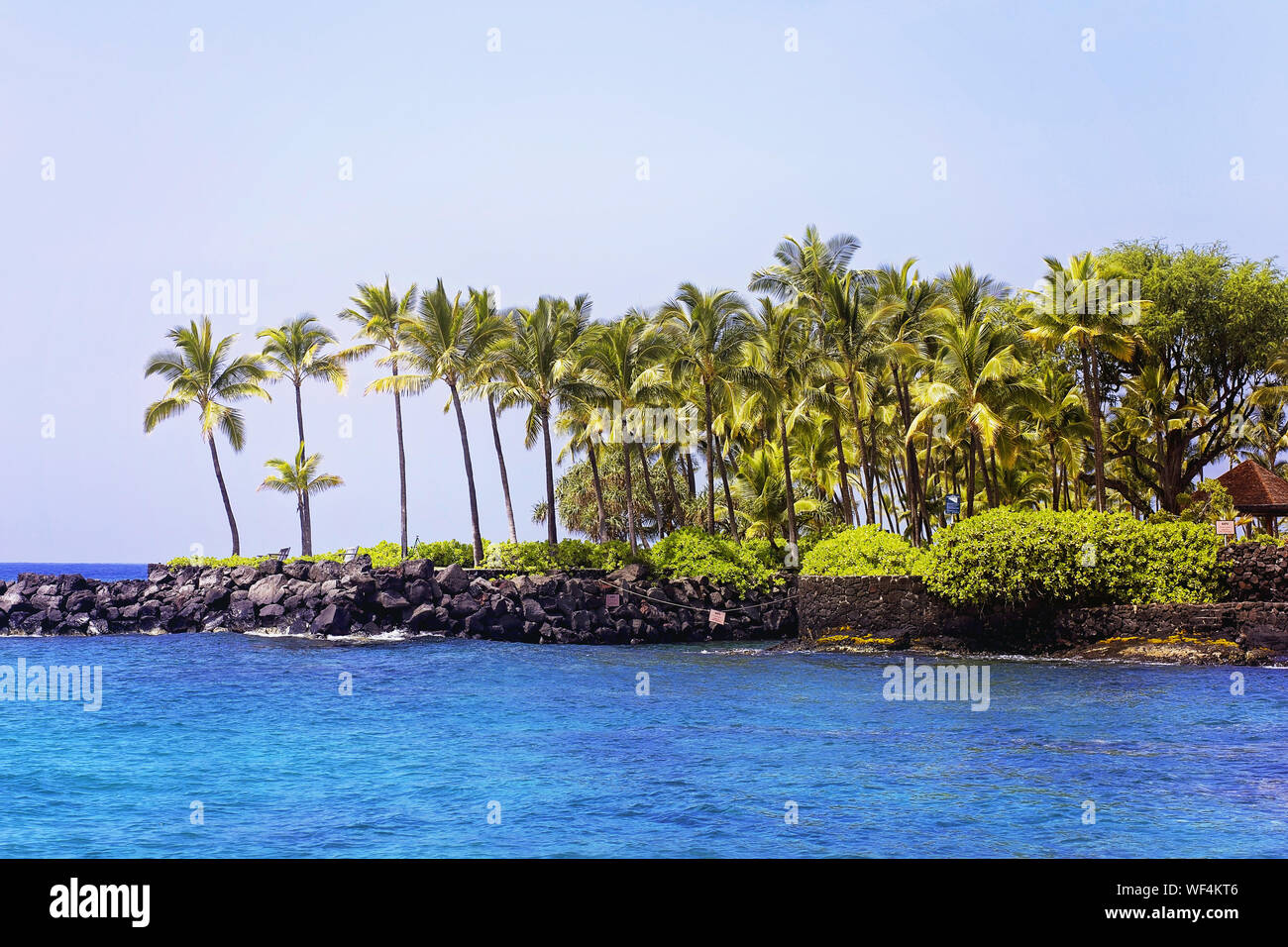Ocean Growing Trees High Resolution Stock Photography and Images - Alamy