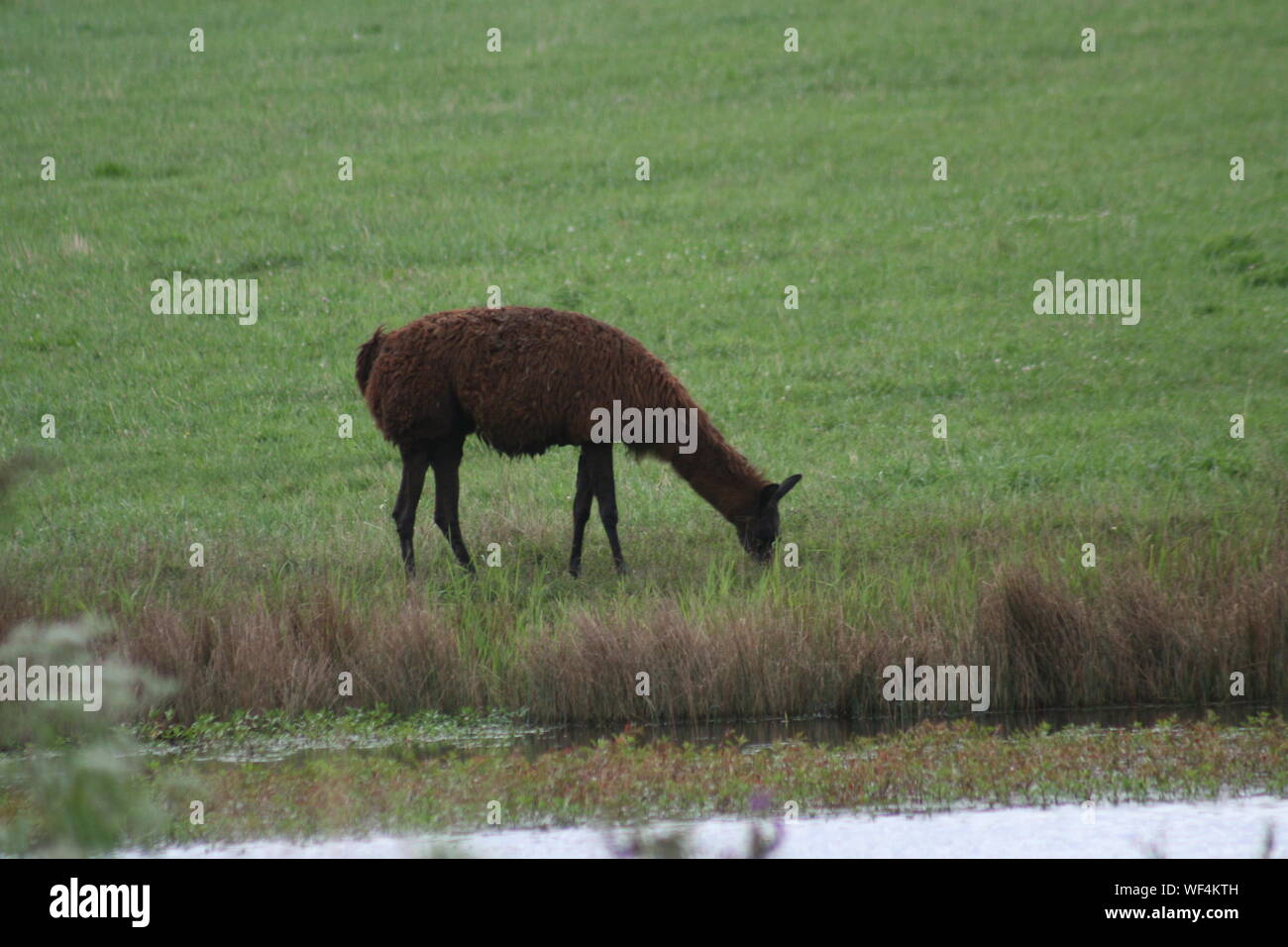 Chocolate color Lama Stock Photo - Alamy