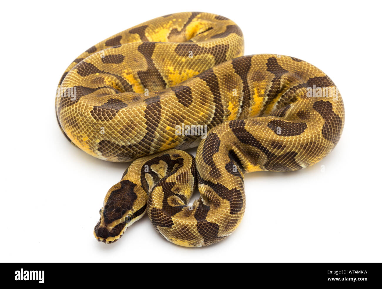 Burmese python close up hi-res stock photography and images - Alamy