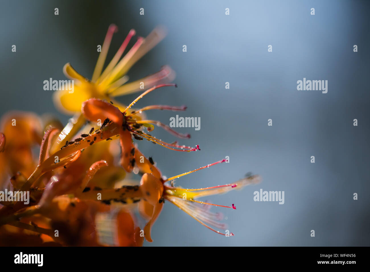 Ashoka flower hi-res stock photography and images - Alamy