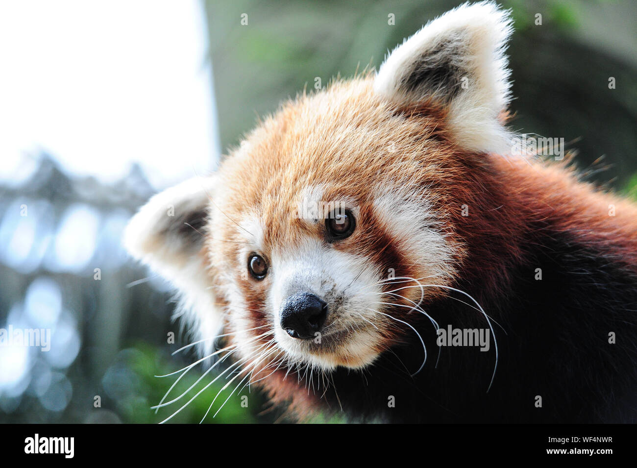 Panda eye close hi-res stock photography and images - Alamy