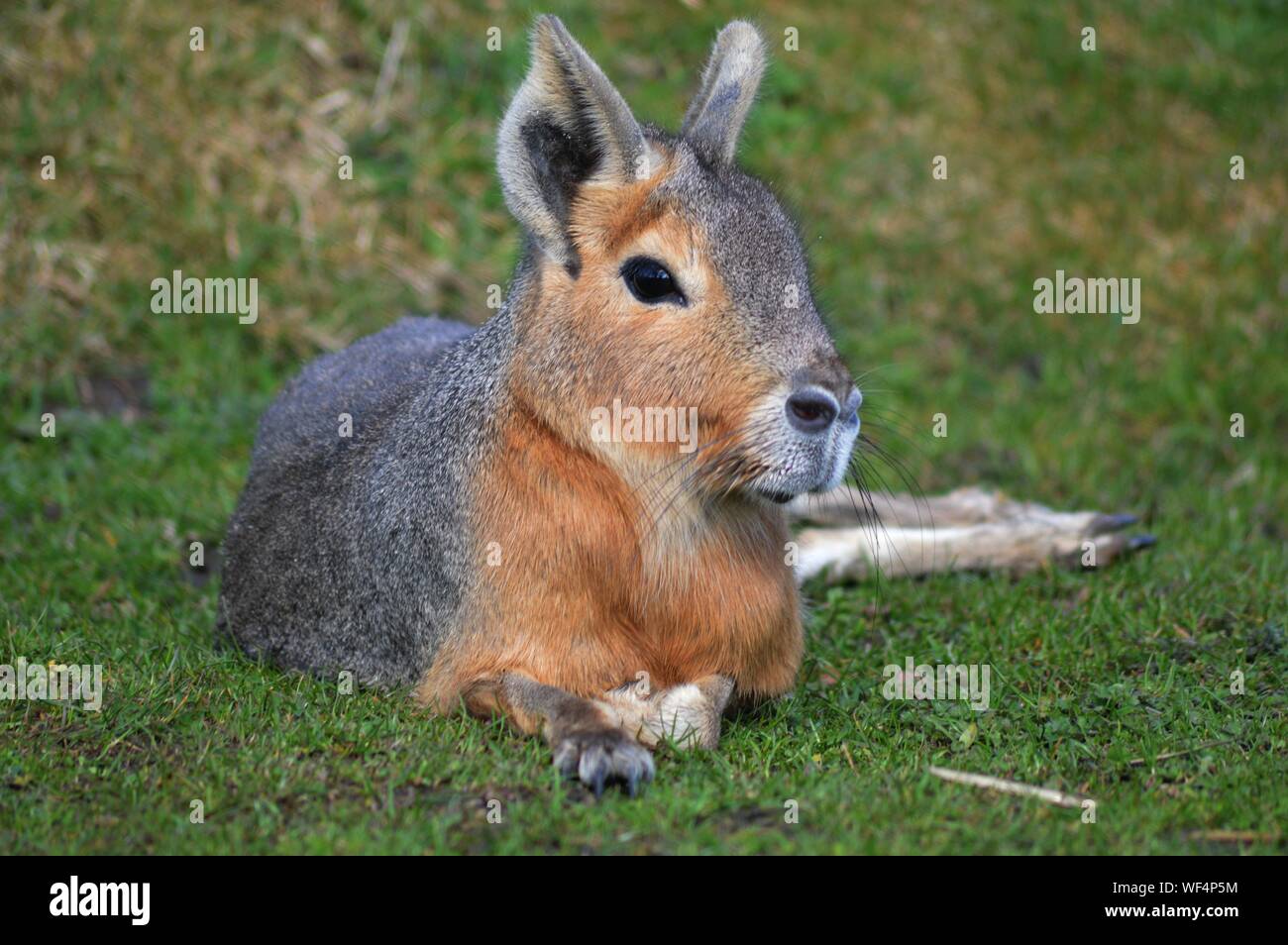 Patagonian mara hi-res stock photography and images - Alamy