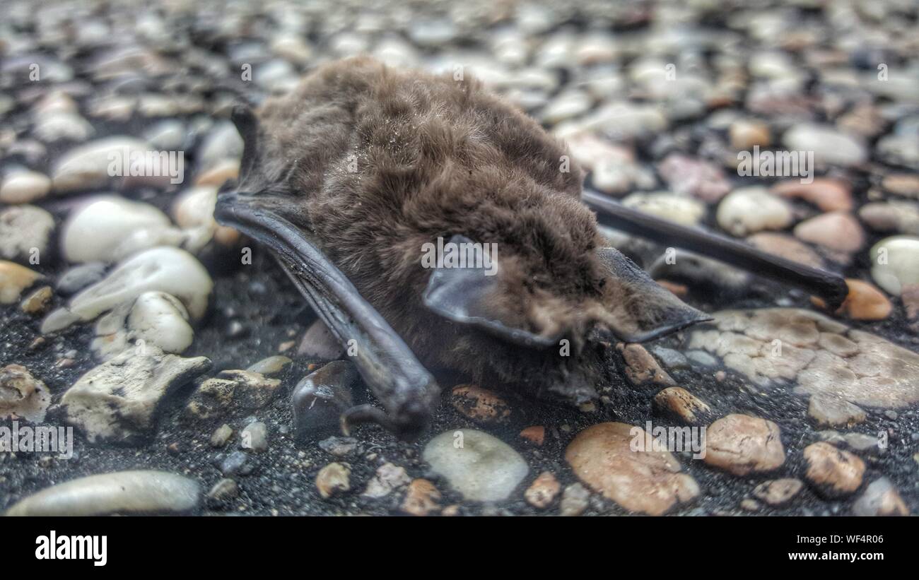 Dead bat hi-res stock photography and images - Alamy