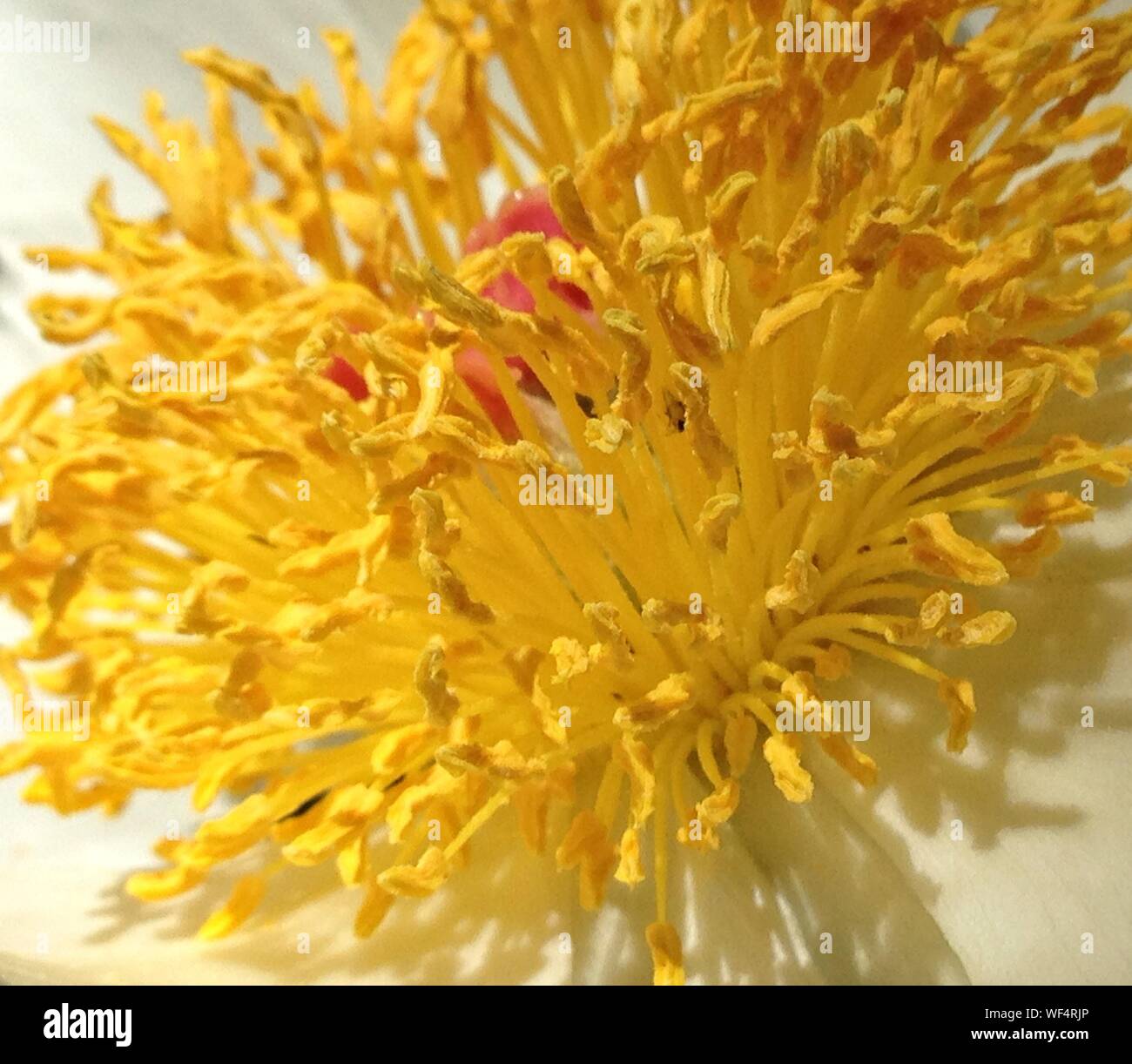 Pollens on flower hi-res stock photography and images - Alamy