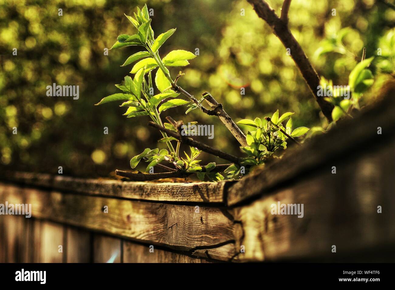 Growing over fence hi-res stock photography and images - Alamy