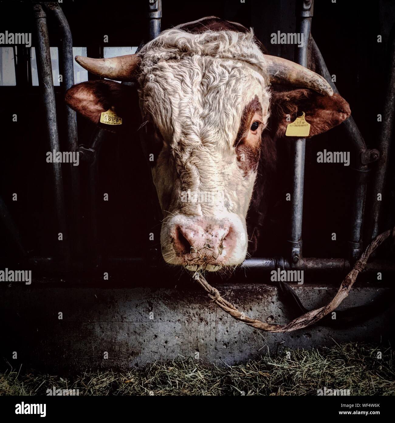 Cattle in confinement hi-res stock photography and images - Alamy