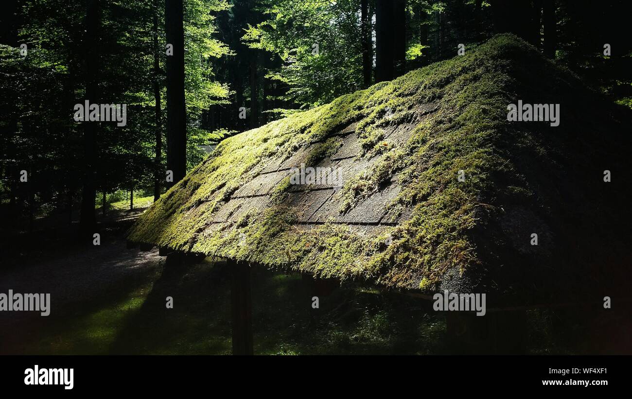 Moss covered house hi-res stock photography and images - Alamy