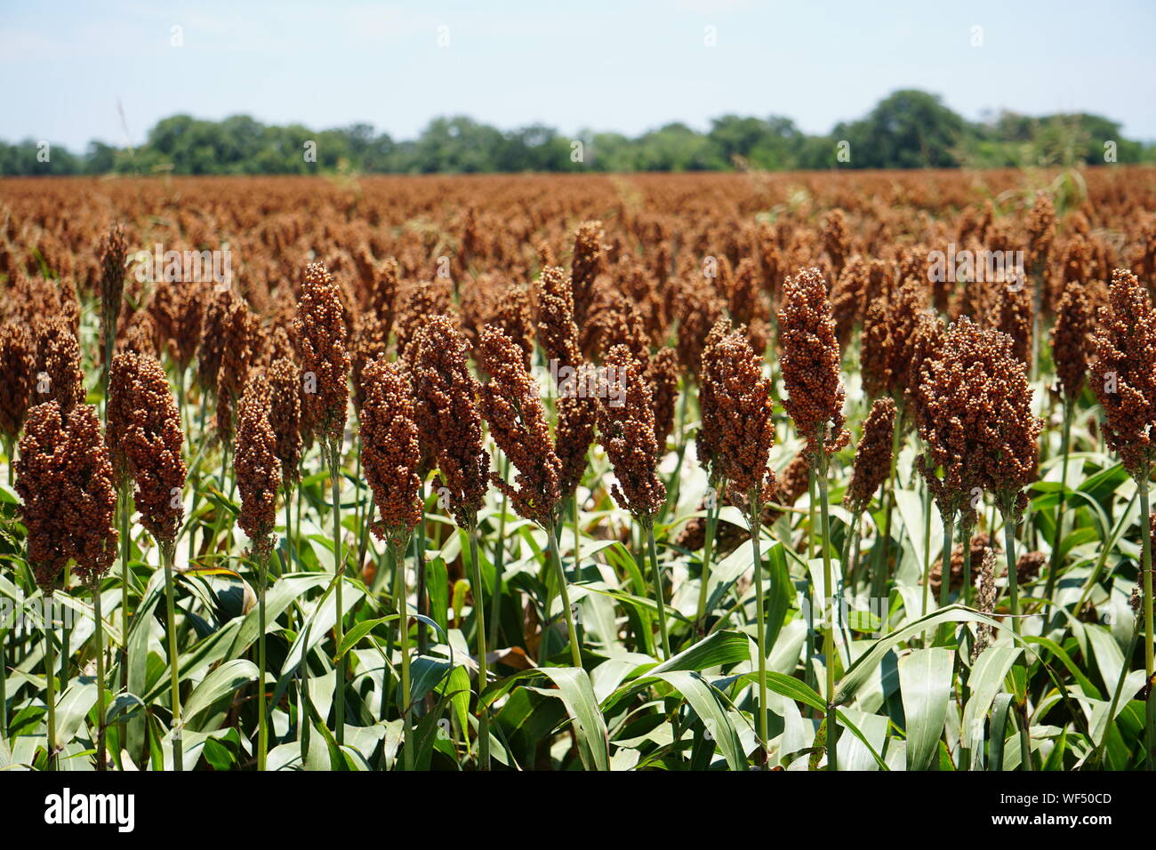 Sorghum Growing High Resolution Stock Photography and Images - Alamy