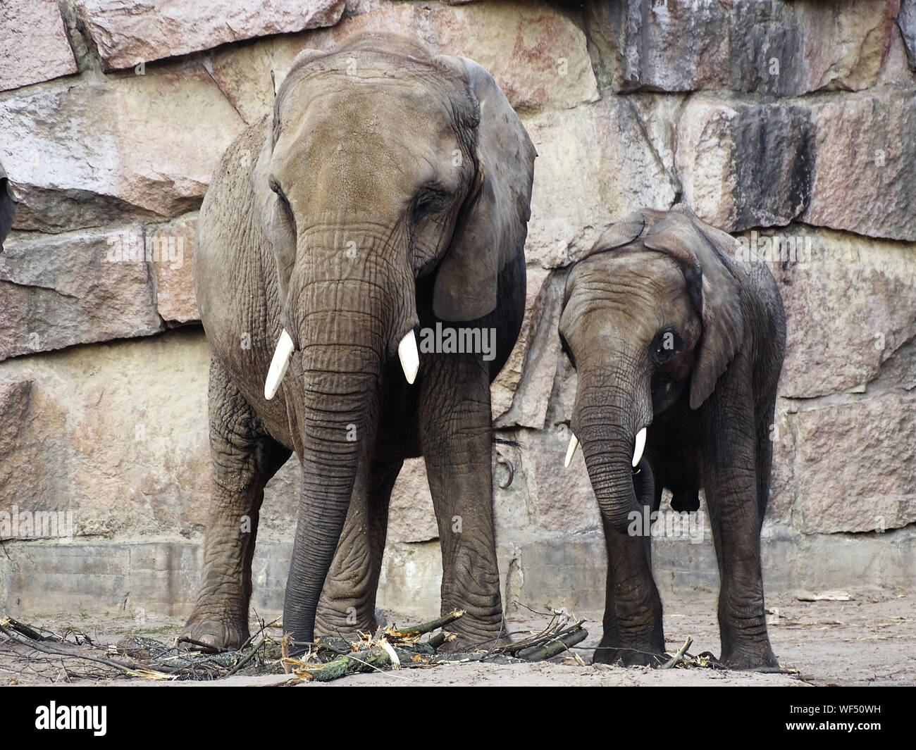 Elephants stone hi-res stock photography and images - Alamy