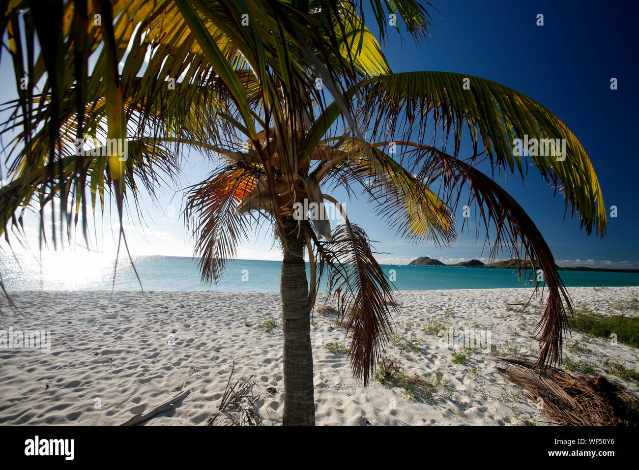 Palm tree growing in sand hi-res stock photography and images - Alamy