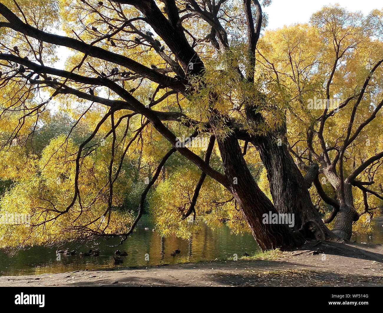 Tree next to water High Resolution Stock Photography and Images - Alamy