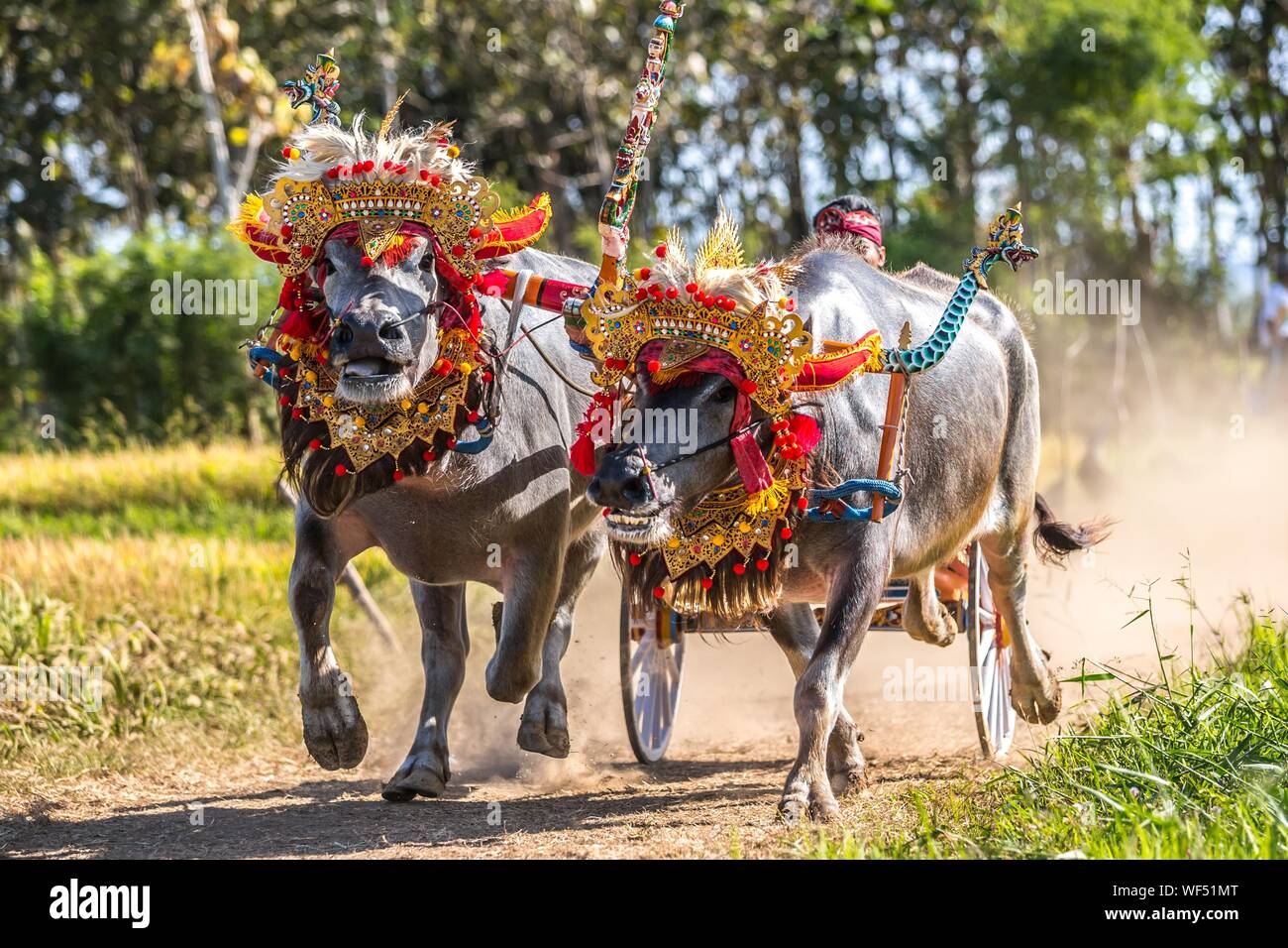 Buffalo Cart High Resolution Stock Photography and Images - Alamy